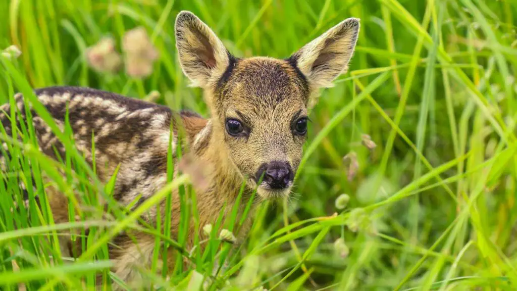 Curiosidades de los ciervos bebés sorprendentes e interesantes